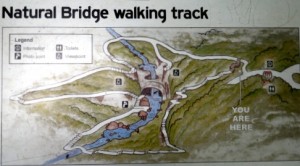 Strangler Fig at Natural Bridge