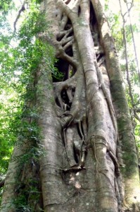 Strangler Fig at Natural Bridge